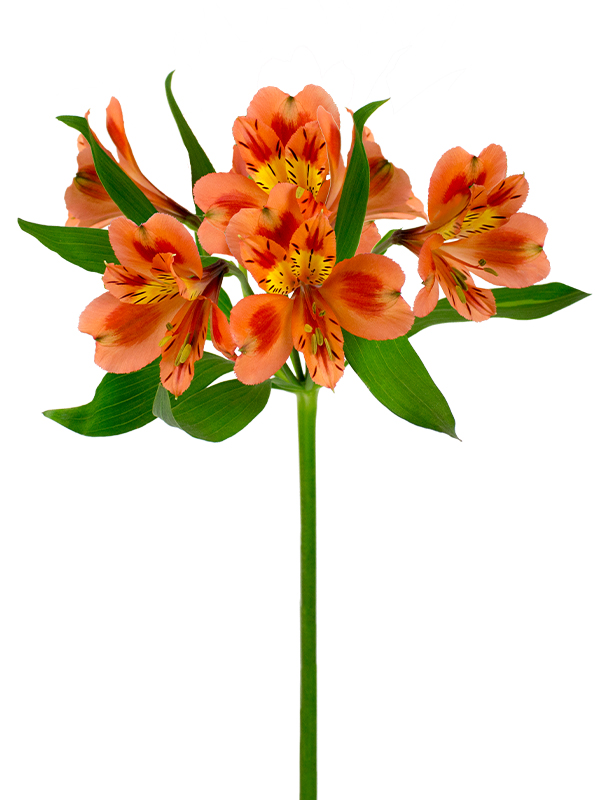 Vetterli Schnittblumen AG - Alstroemeria - Blumenbörse Online